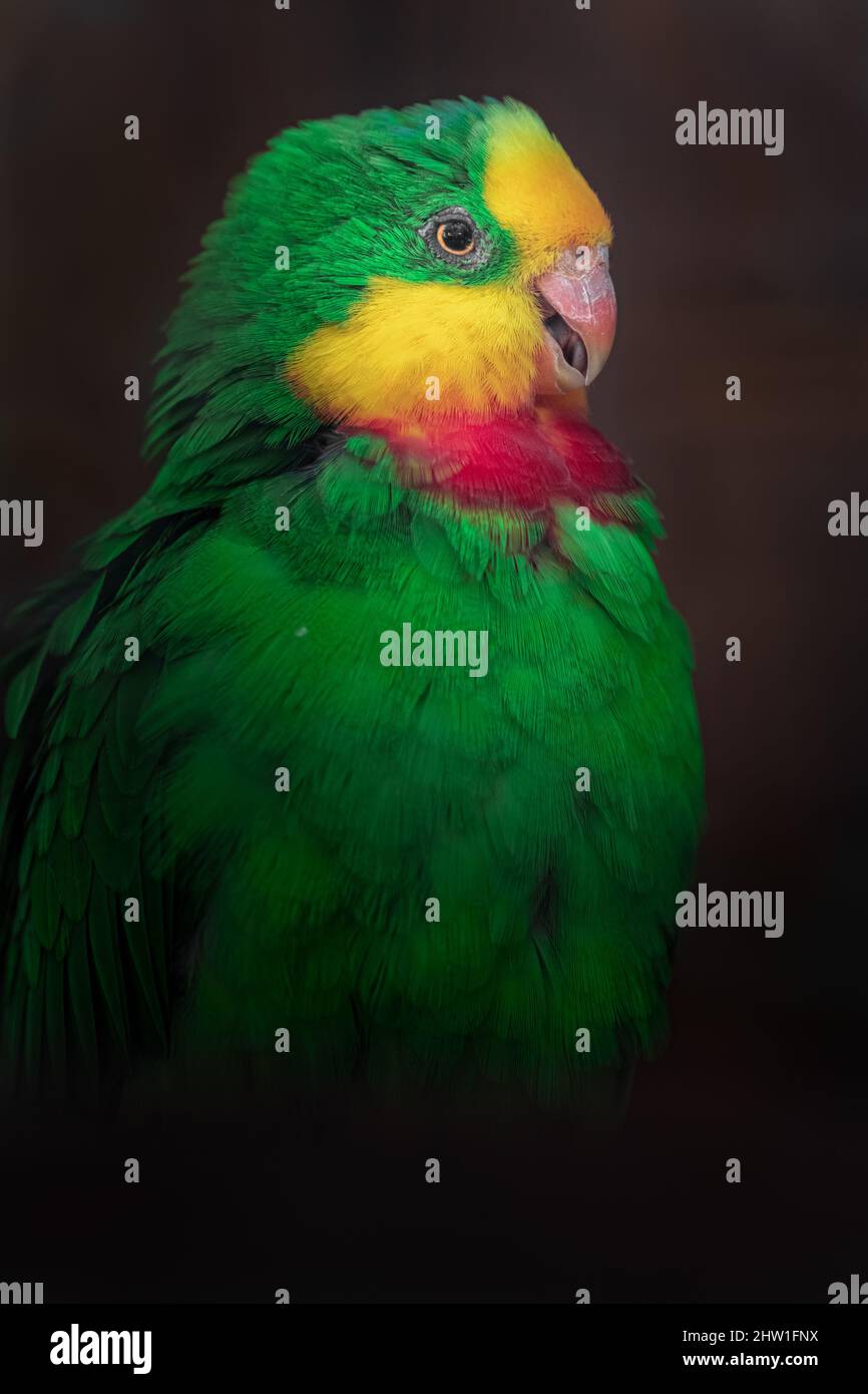 Pretty parrot hi-res stock photography and images - Alamy