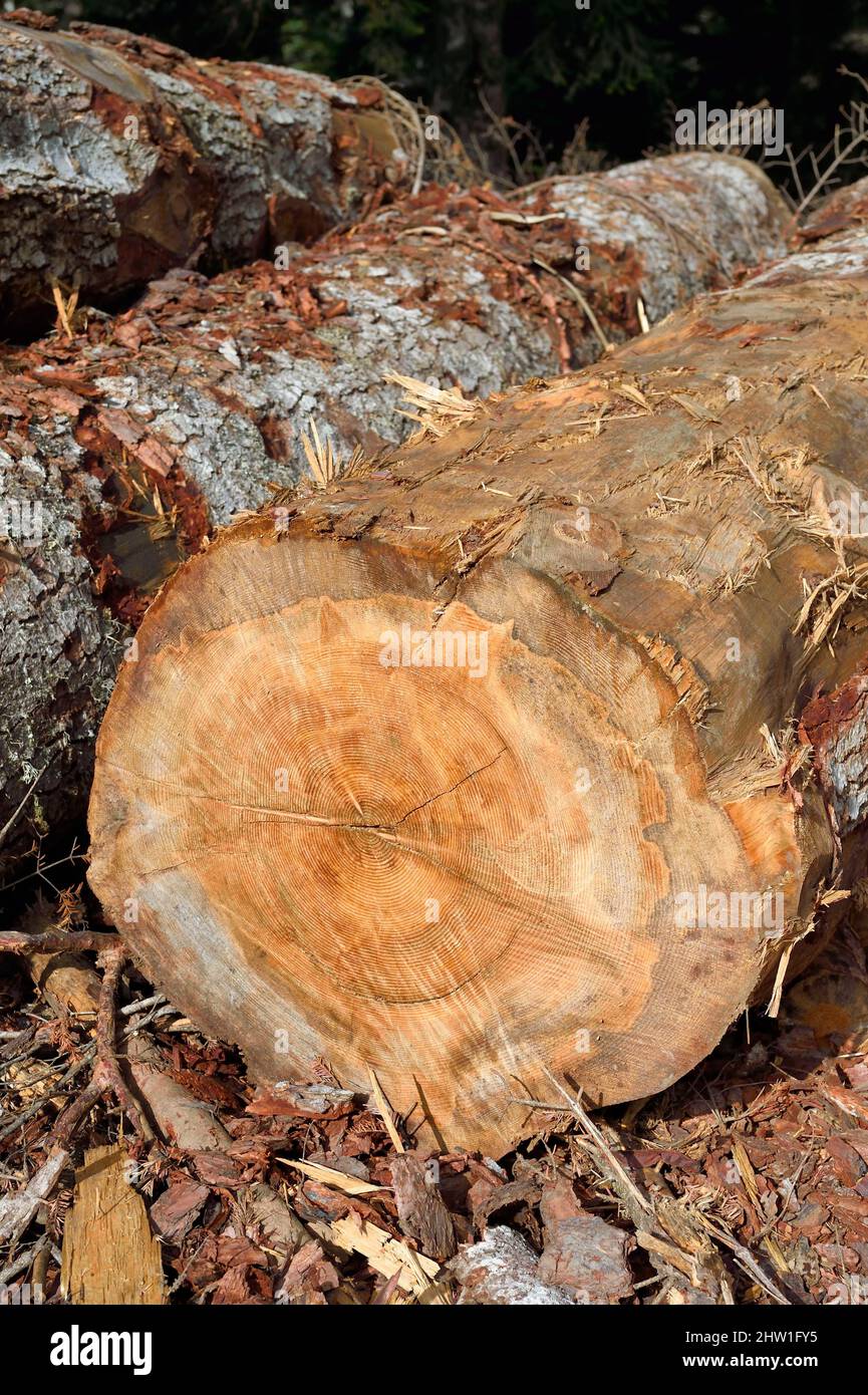 Skidding log hi-res stock photography and images - Alamy