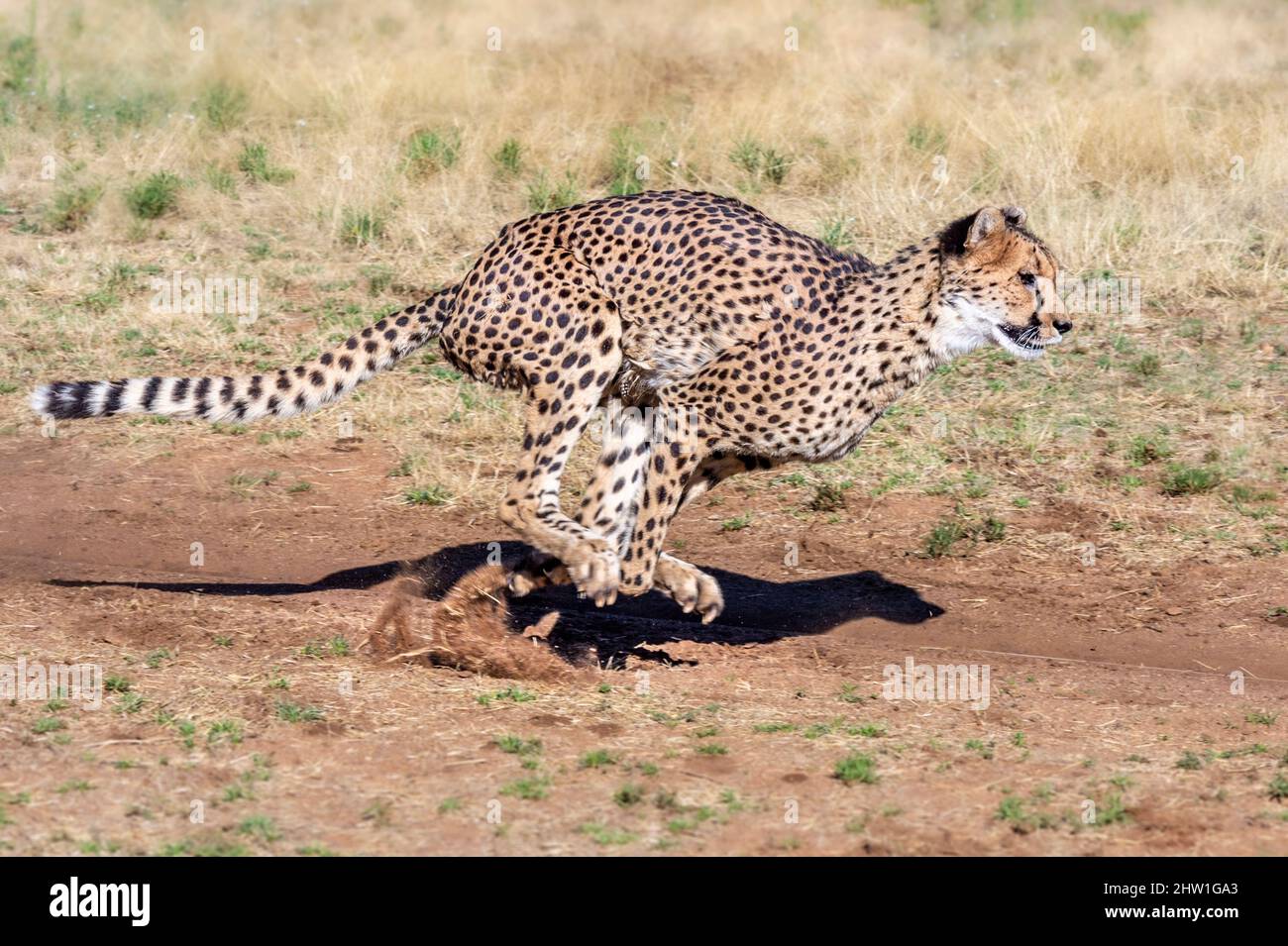 Cheetah run hi-res stock photography and images - Alamy