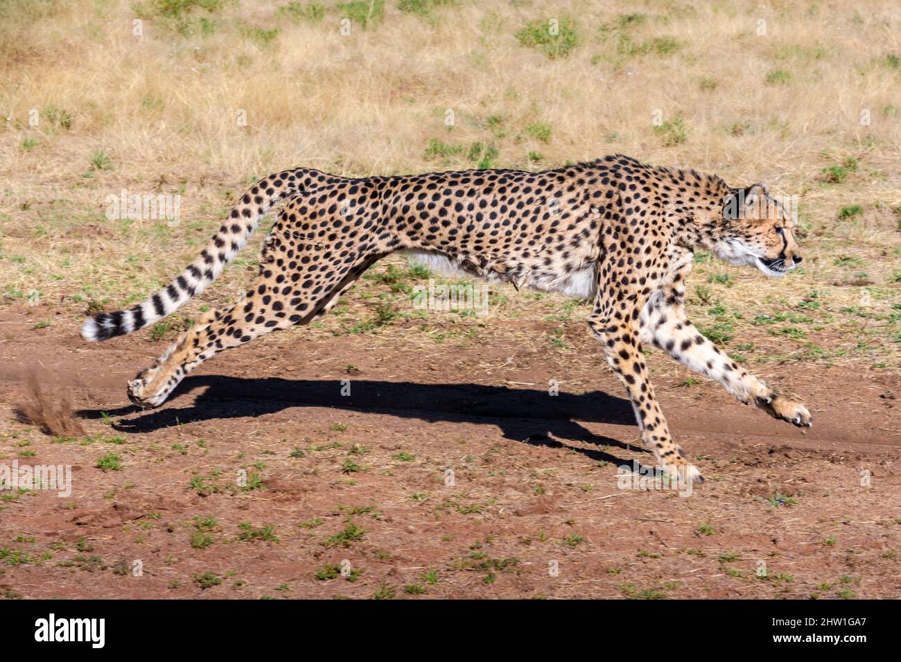 Namibia, Otjozondjupa region, Otjiwarongo, Cheetah Conservation Fund ...