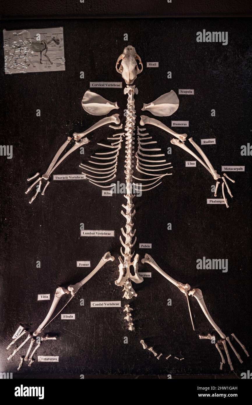 Cheetah skeleton hi-res stock photography and images - Alamy