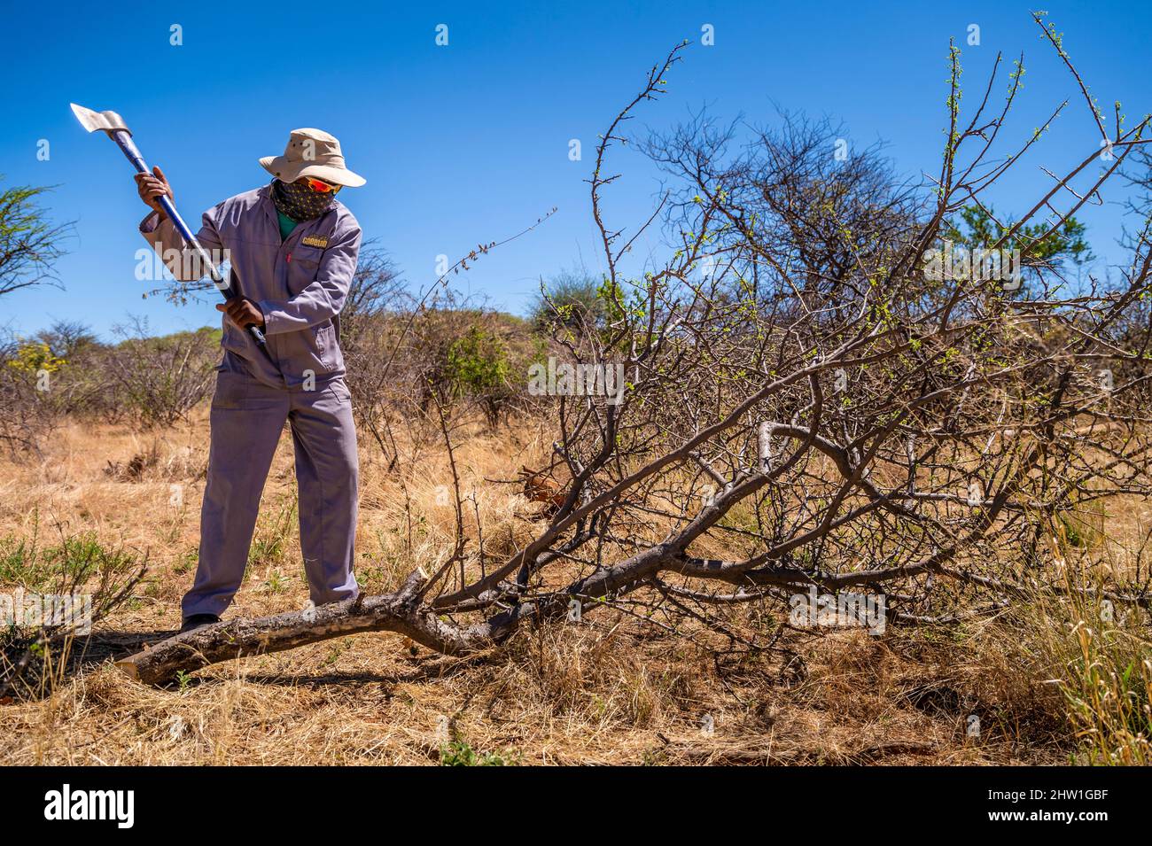 Namibia, Otjozondjupa Region, Otjiwarongo, Cheetah Conservation Fund ...