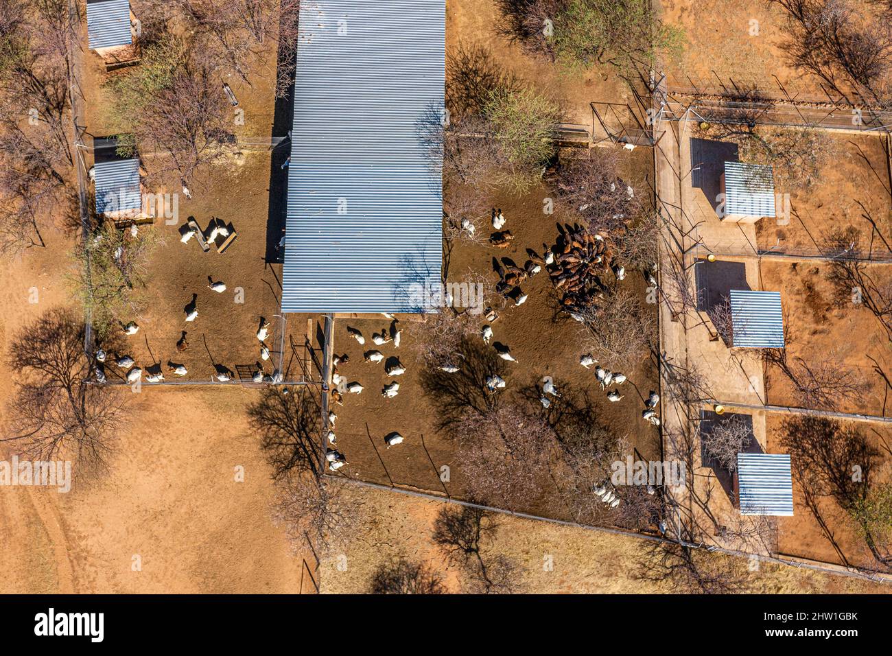 Namibia farm dog hi-res stock photography and images - Alamy
