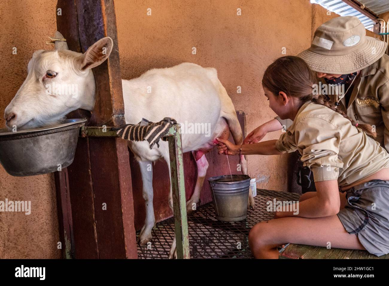 Namibia, Otjozondjupa region, Otjiwarongo, Cheetah Conservation Fund ...