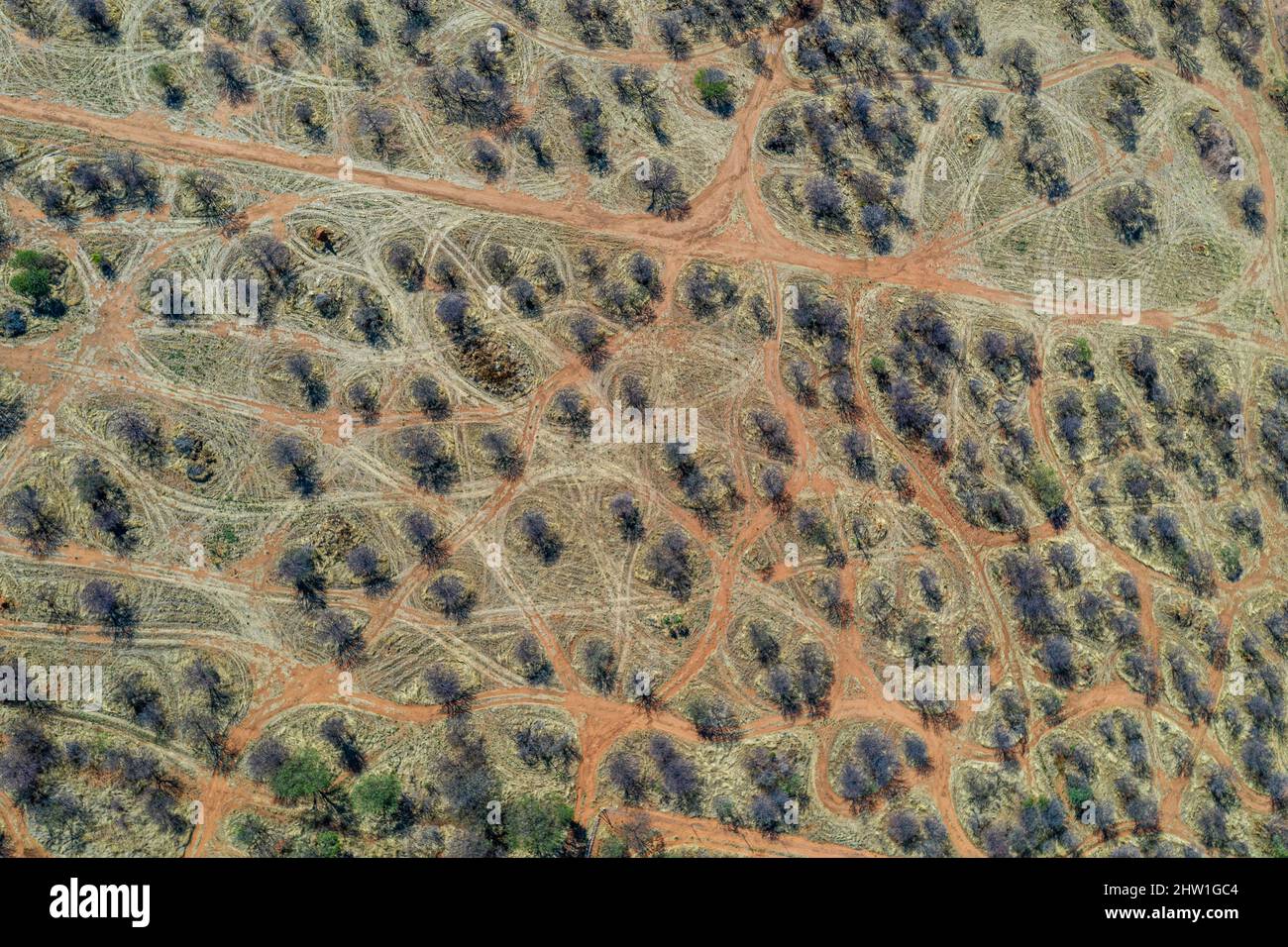 Namibia, Otjozondjupa region, Otjiwarongo, Cheetah Conservation Fund ...