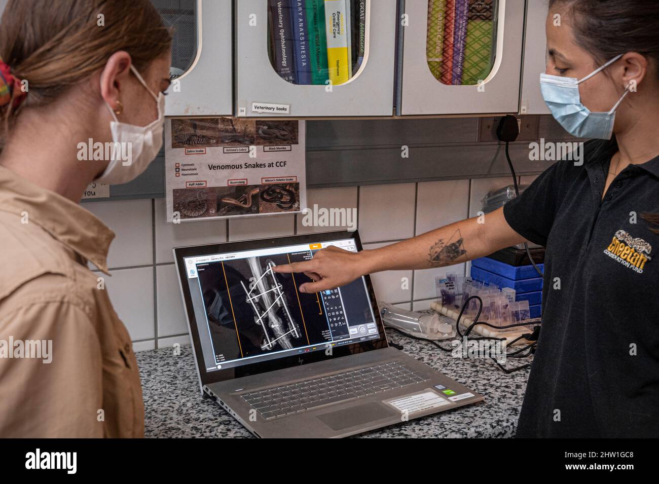 Namibia, Otjozondjupa region, Otjiwarongo, Cheetah Conservation Fund ...