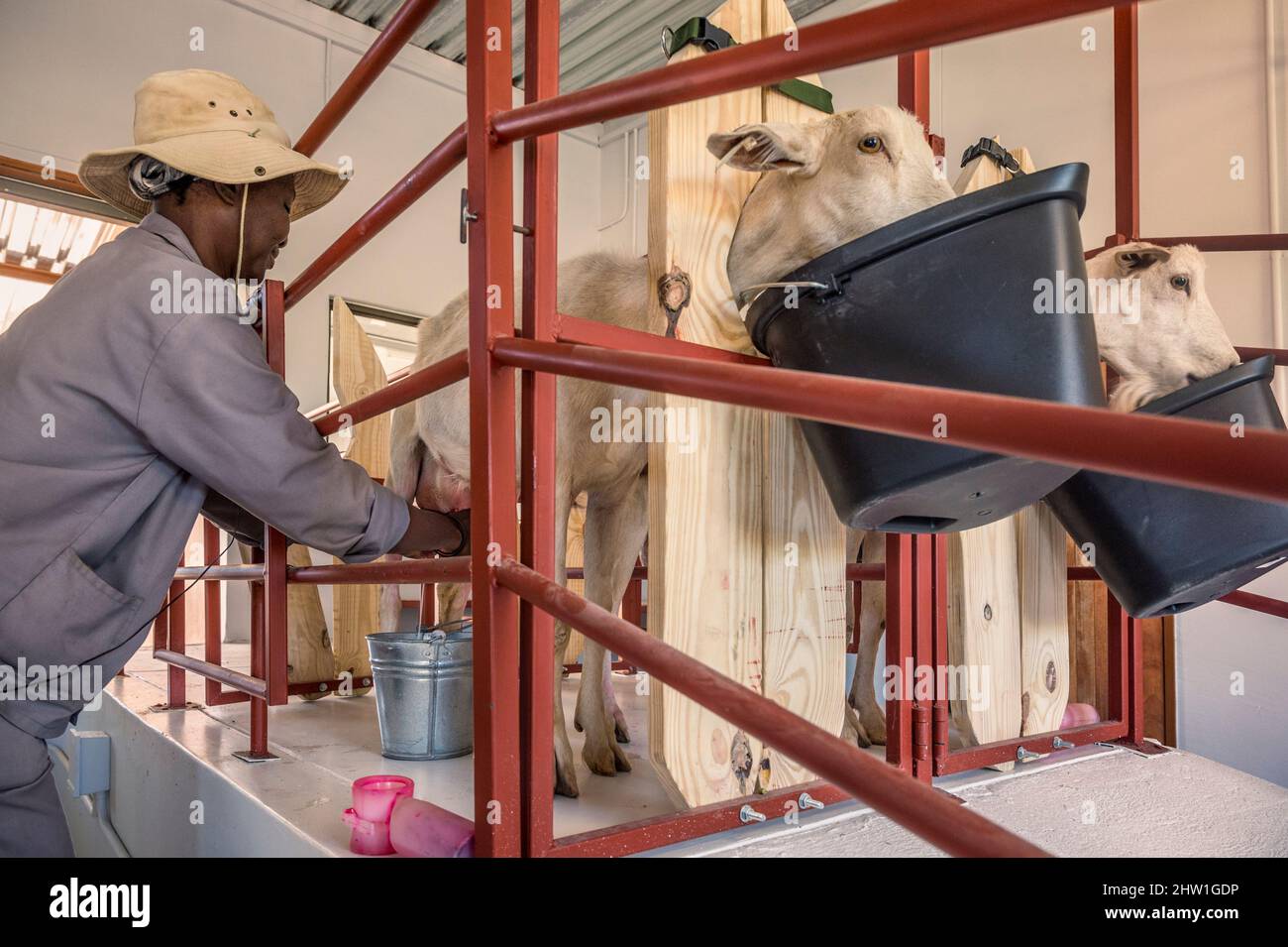 Namibia, Otjozondjupa region, Otjiwarongo, Cheetah Conservation Fund ...