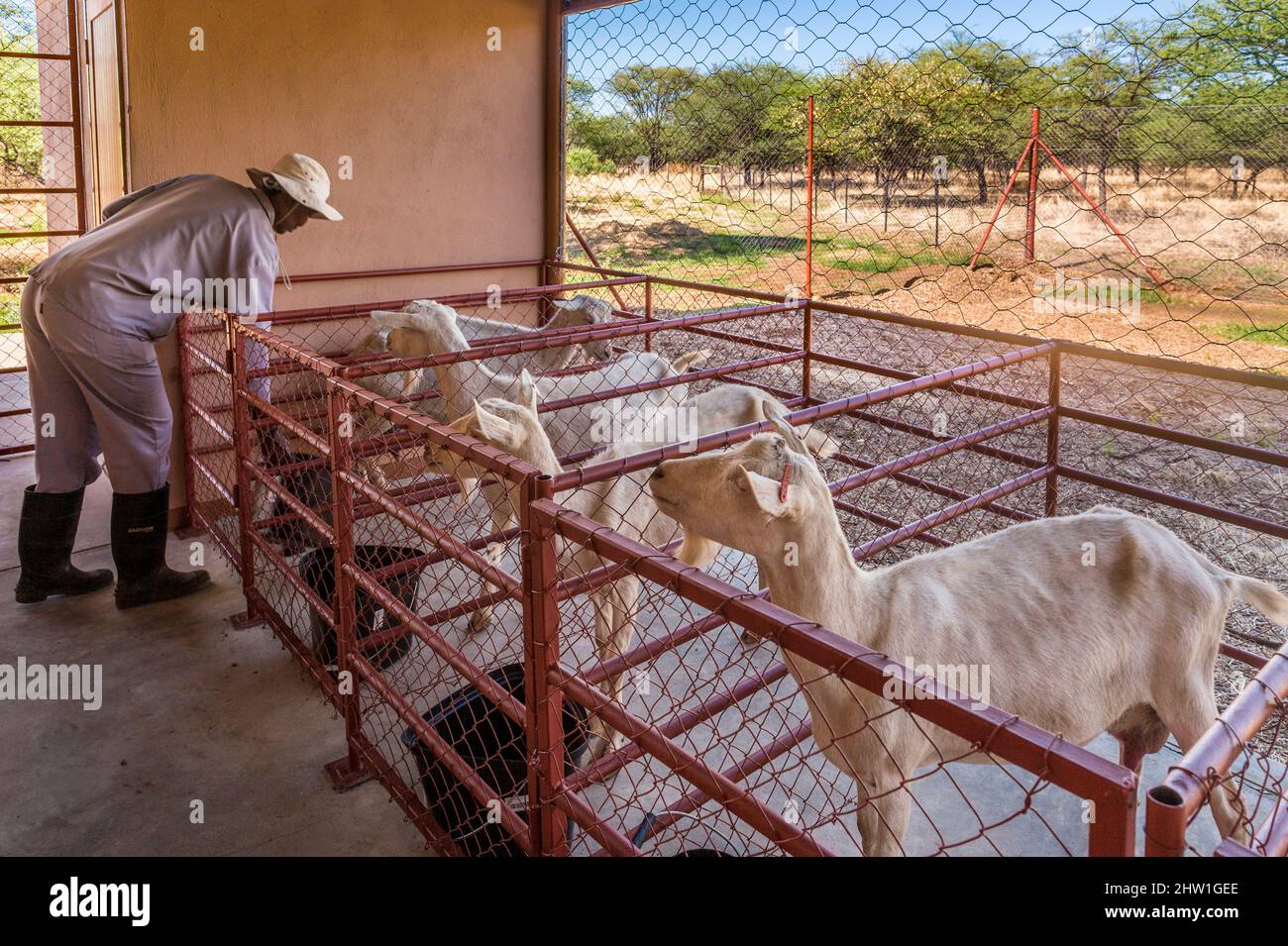 Namibia, Otjozondjupa region, Otjiwarongo, Cheetah Conservation Fund ...