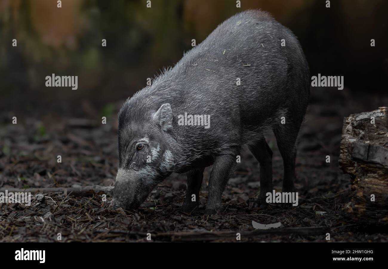 Male visayan warty pig hi-res stock photography and images - Alamy
