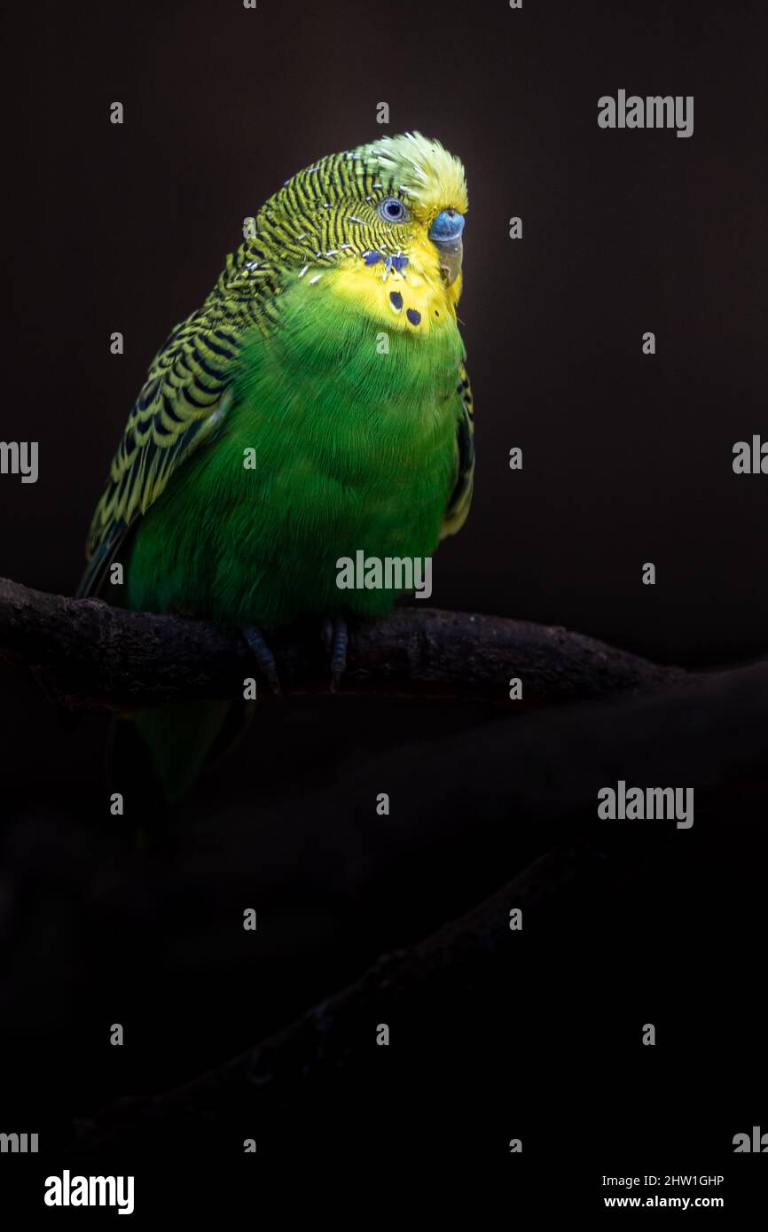 Budgerigar bird flying hi-res stock photography and images - Alamy