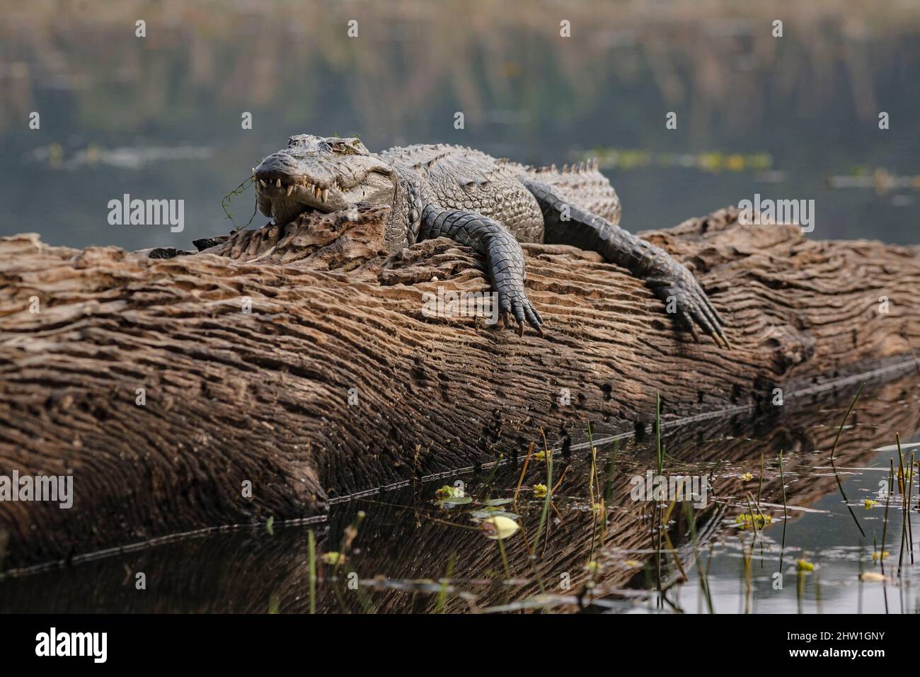 Nepal, tropical plain of Terai, near Sauraha, Chitwan National Park, a ...