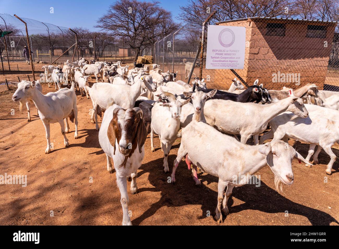 Namibia, Otjozondjupa region, Otjiwarongo, Cheetah Conservation Fund ...