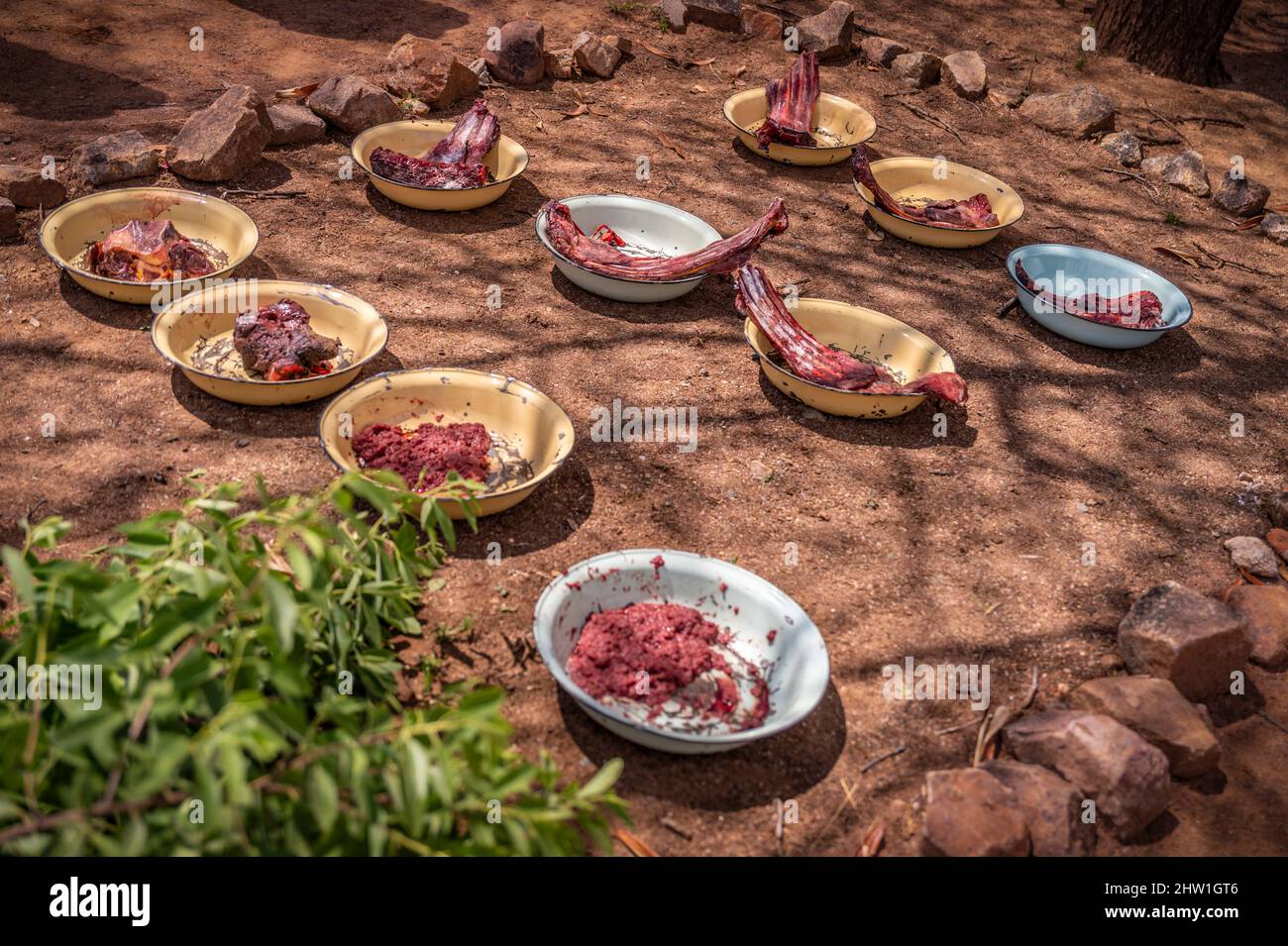 Namibia, Otjozondjupa region, Otjiwarongo, Cheetah Conservation Fund ...