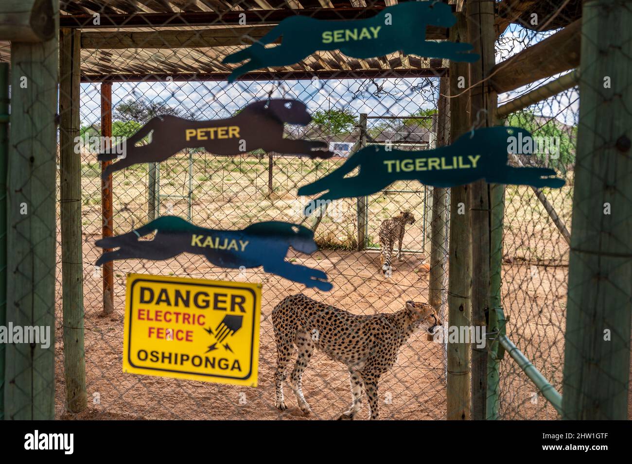 Namibia, Otjozondjupa region, Otjiwarongo, Cheetah Conservation Fund ...