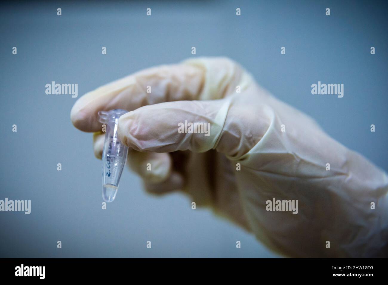 Namibia, Otjozondjupa region, Otjiwarongo, Cheetah Conservation Fund ...