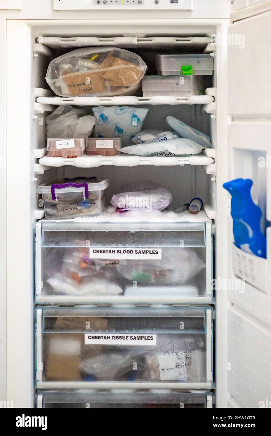 Laboratory refrigerator hi-res stock photography and images - Alamy