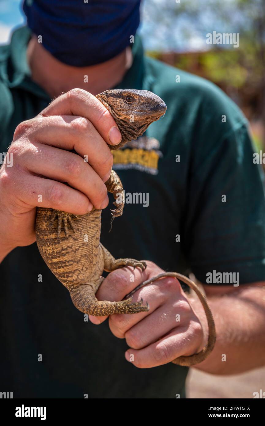 Savannah Monitor Outdoor Enclosure