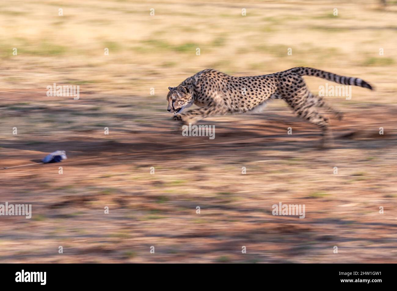 Namibia, Otjozondjupa region, Otjiwarongo, Cheetah Conservation Fund ...