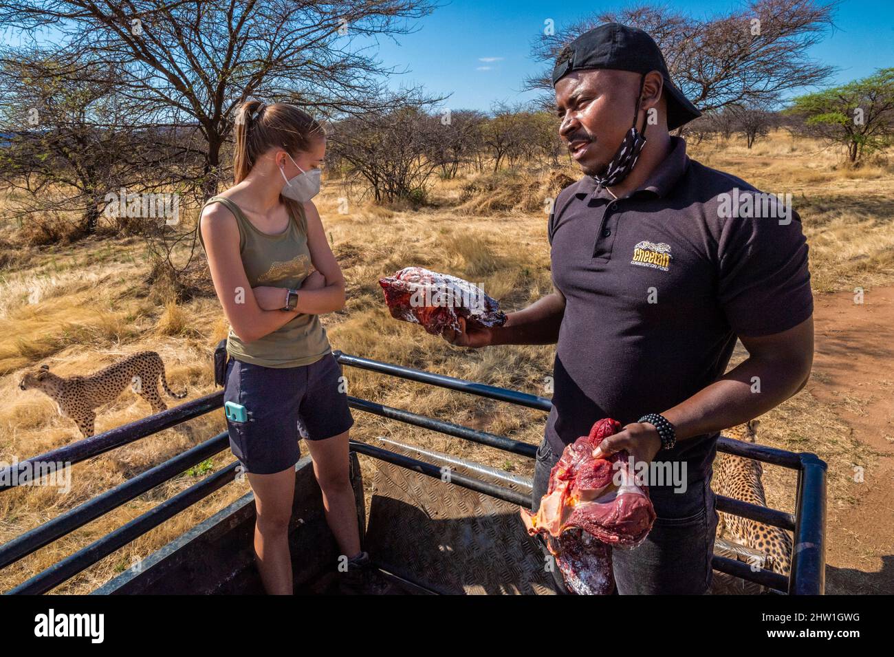 Namibia, Otjozondjupa region, Otjiwarongo, Cheetah Conservation Fund ...