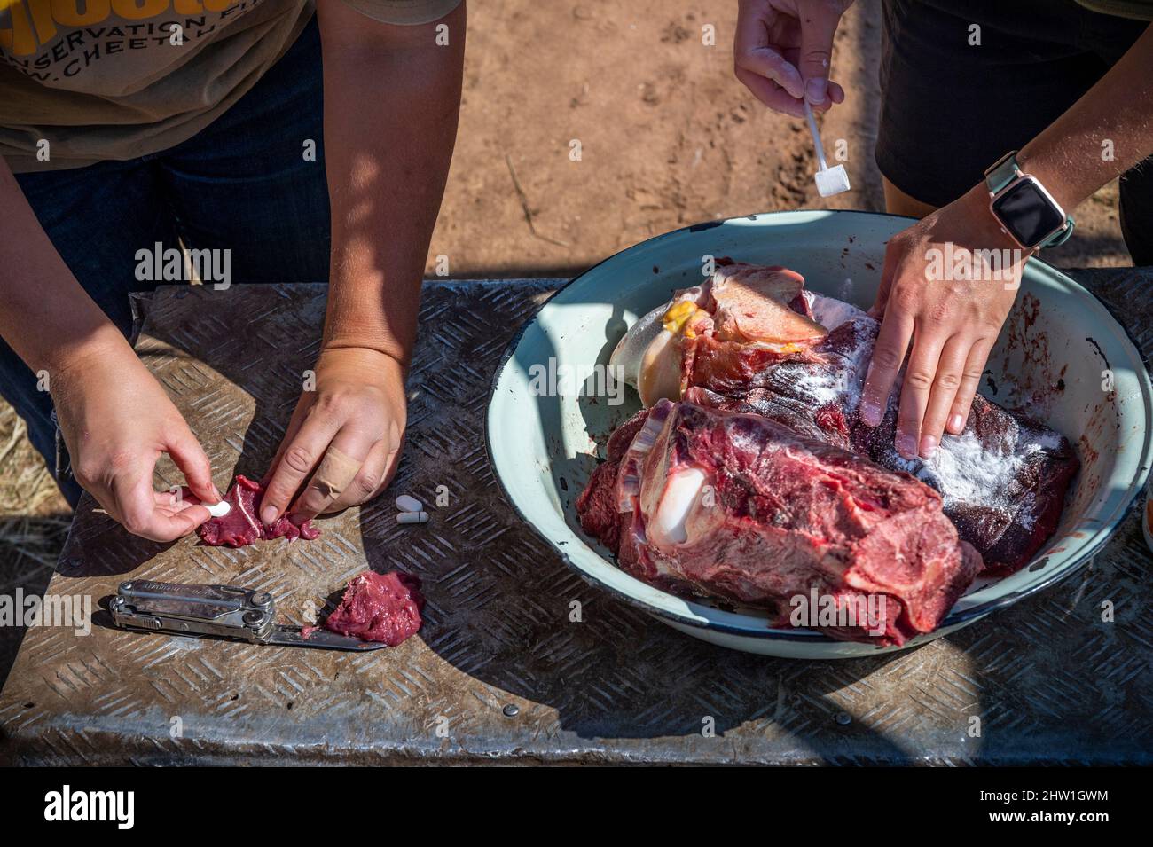 Namibia, Otjozondjupa region, Otjiwarongo, Cheetah Conservation Fund ...