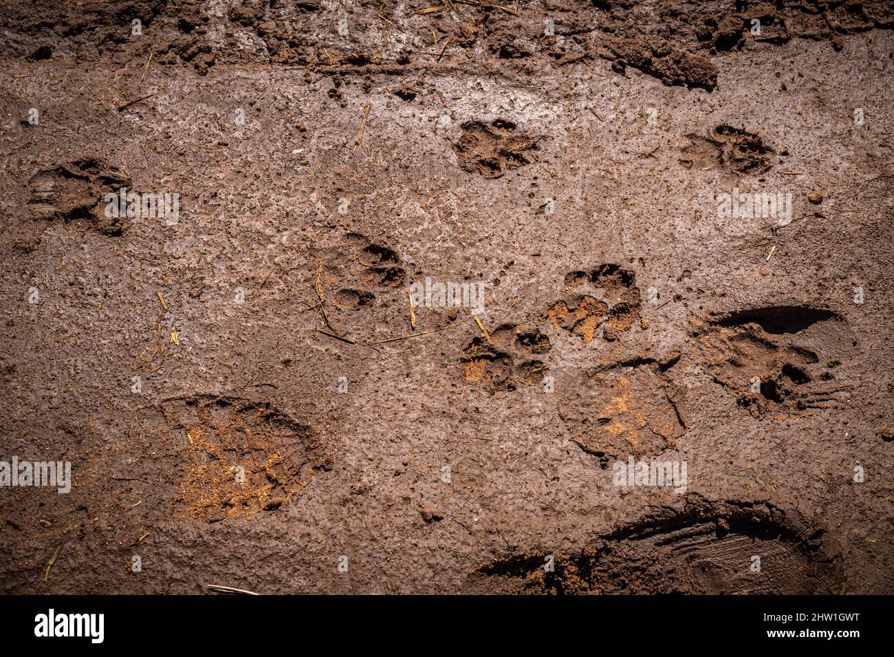Cheetah Tracks