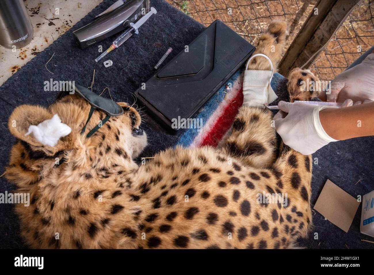 Namibia, Otjozondjupa region, Otjiwarongo, Cheetah Conservation Fund ...