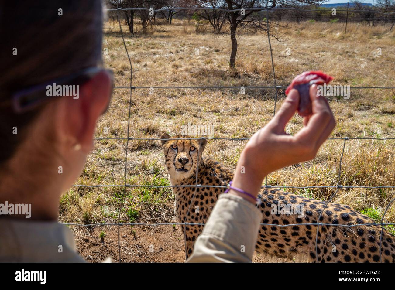 Namibia, Otjozondjupa region, Otjiwarongo, Cheetah Conservation Fund ...