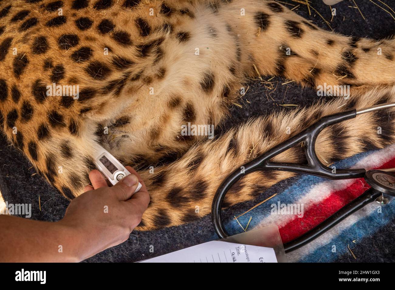 Namibia, Otjozondjupa region, Otjiwarongo, Cheetah Conservation Fund ...