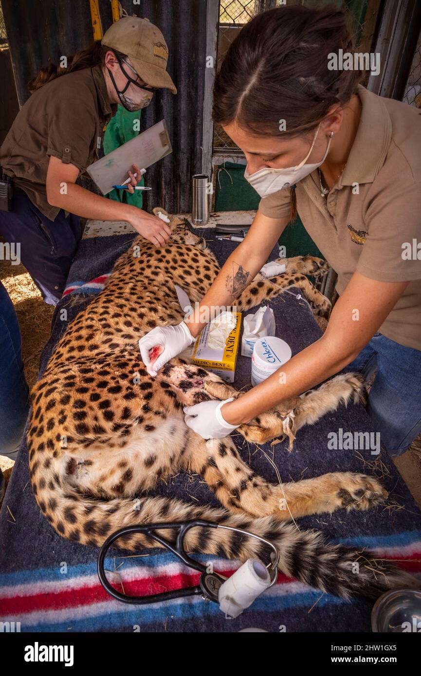 Namibia, Otjozondjupa region, Otjiwarongo, Cheetah Conservation Fund ...