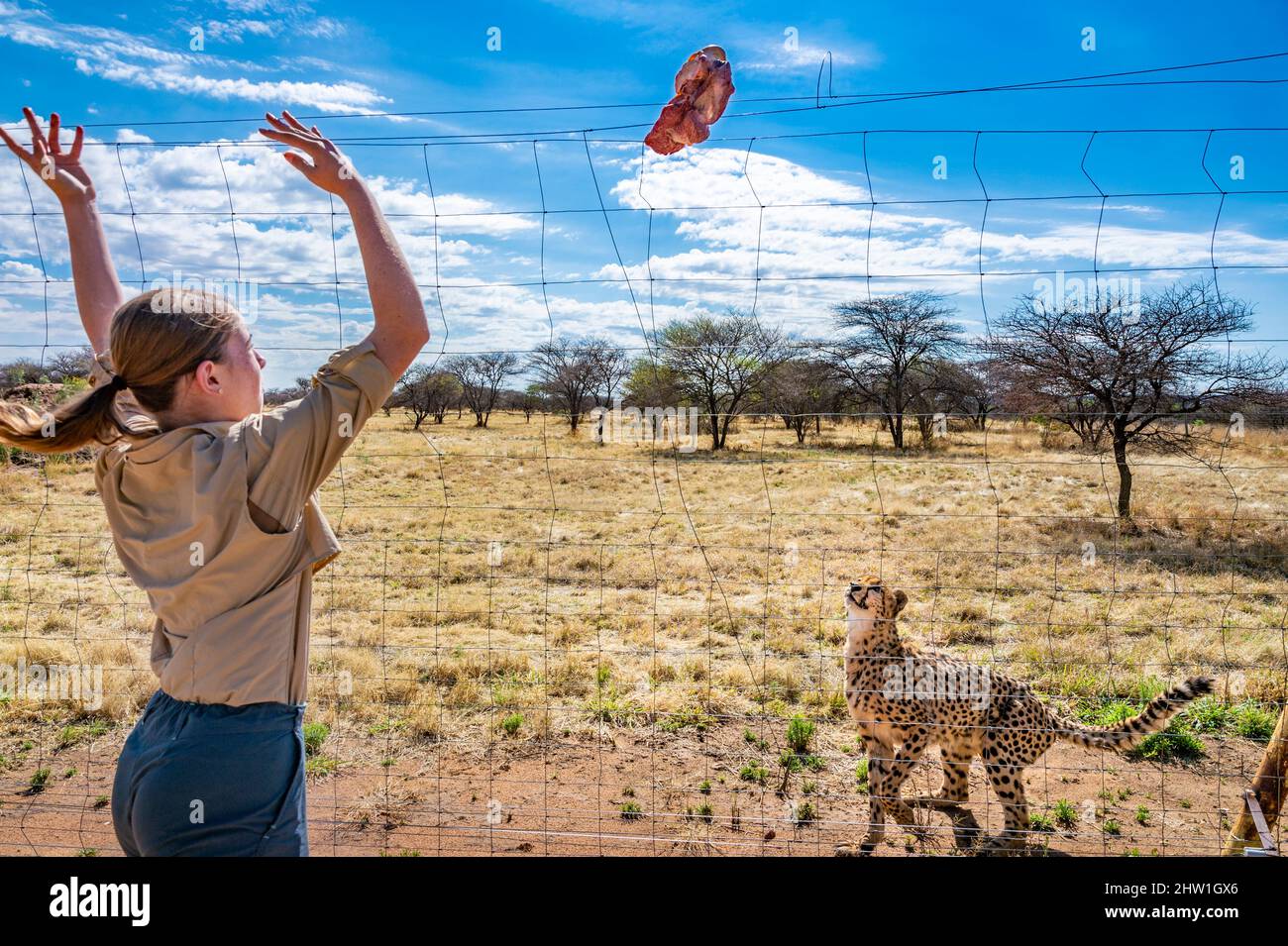 Namibia, Otjozondjupa region, Otjiwarongo, Cheetah Conservation Fund ...