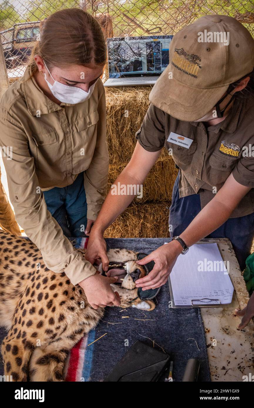 Namibia, Otjozondjupa region, Otjiwarongo, Cheetah Conservation Fund ...