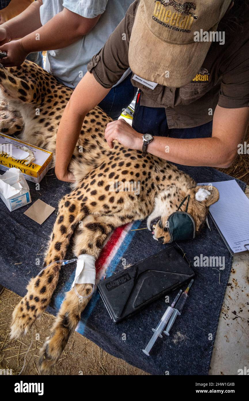 Namibia, Otjozondjupa region, Otjiwarongo, Cheetah Conservation Fund ...