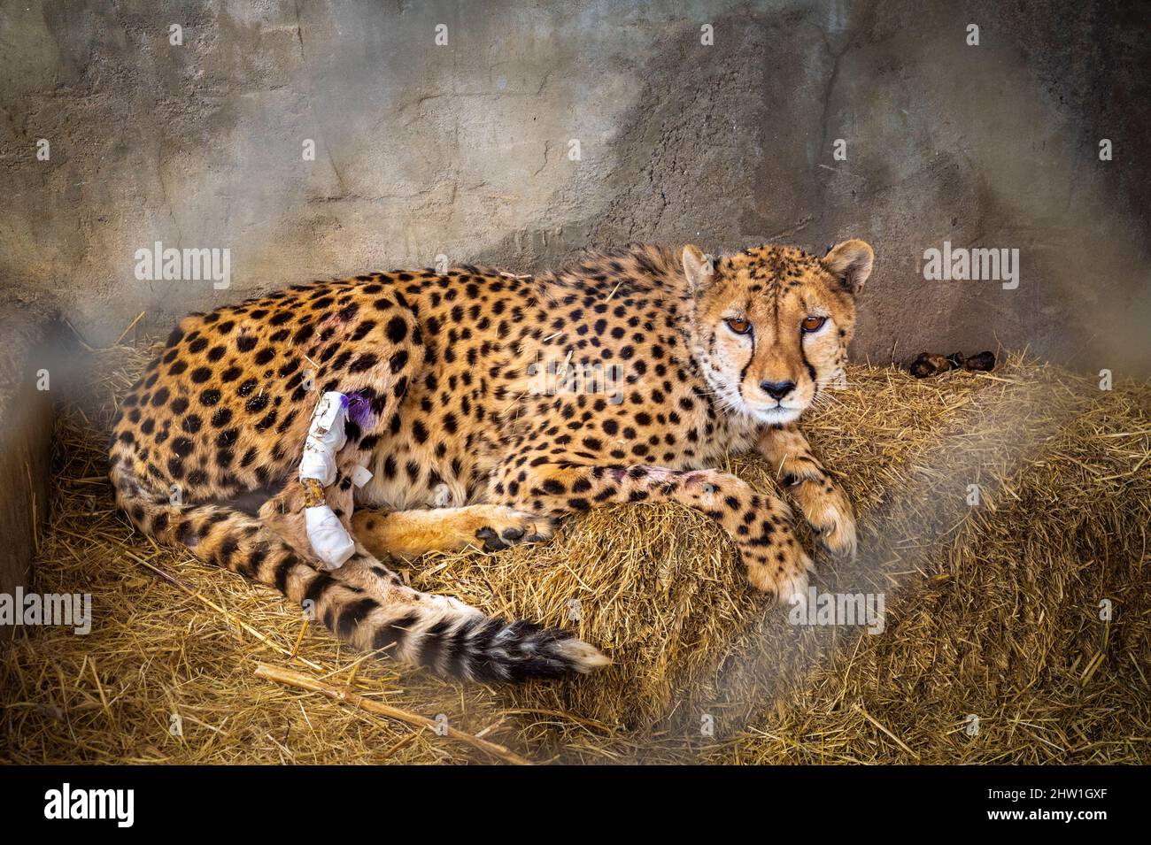 Namibia, Otjozondjupa region, Otjiwarongo, Cheetah Conservation Fund ...