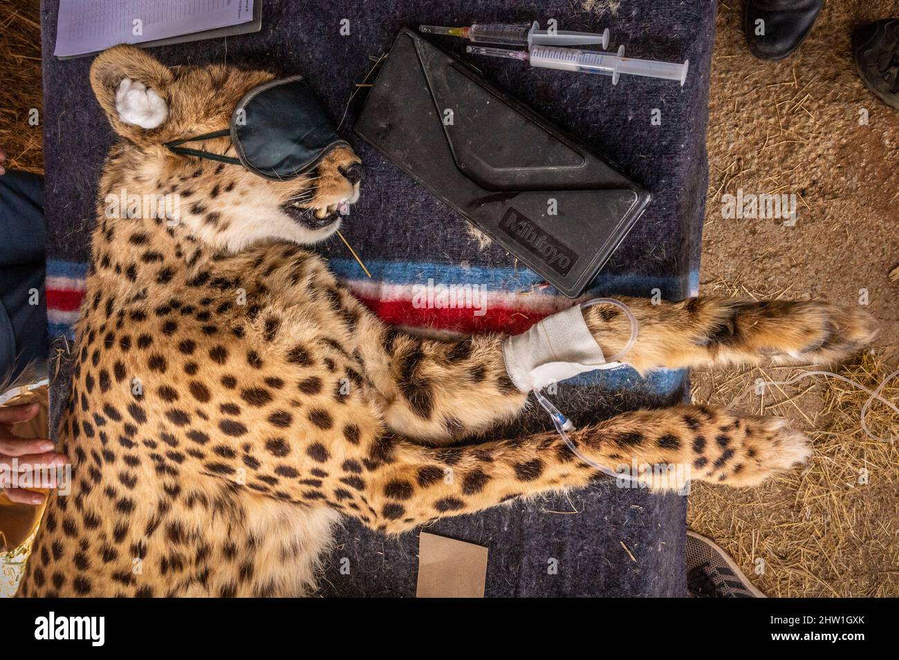 Namibia, Otjozondjupa region, Otjiwarongo, Cheetah Conservation Fund ...