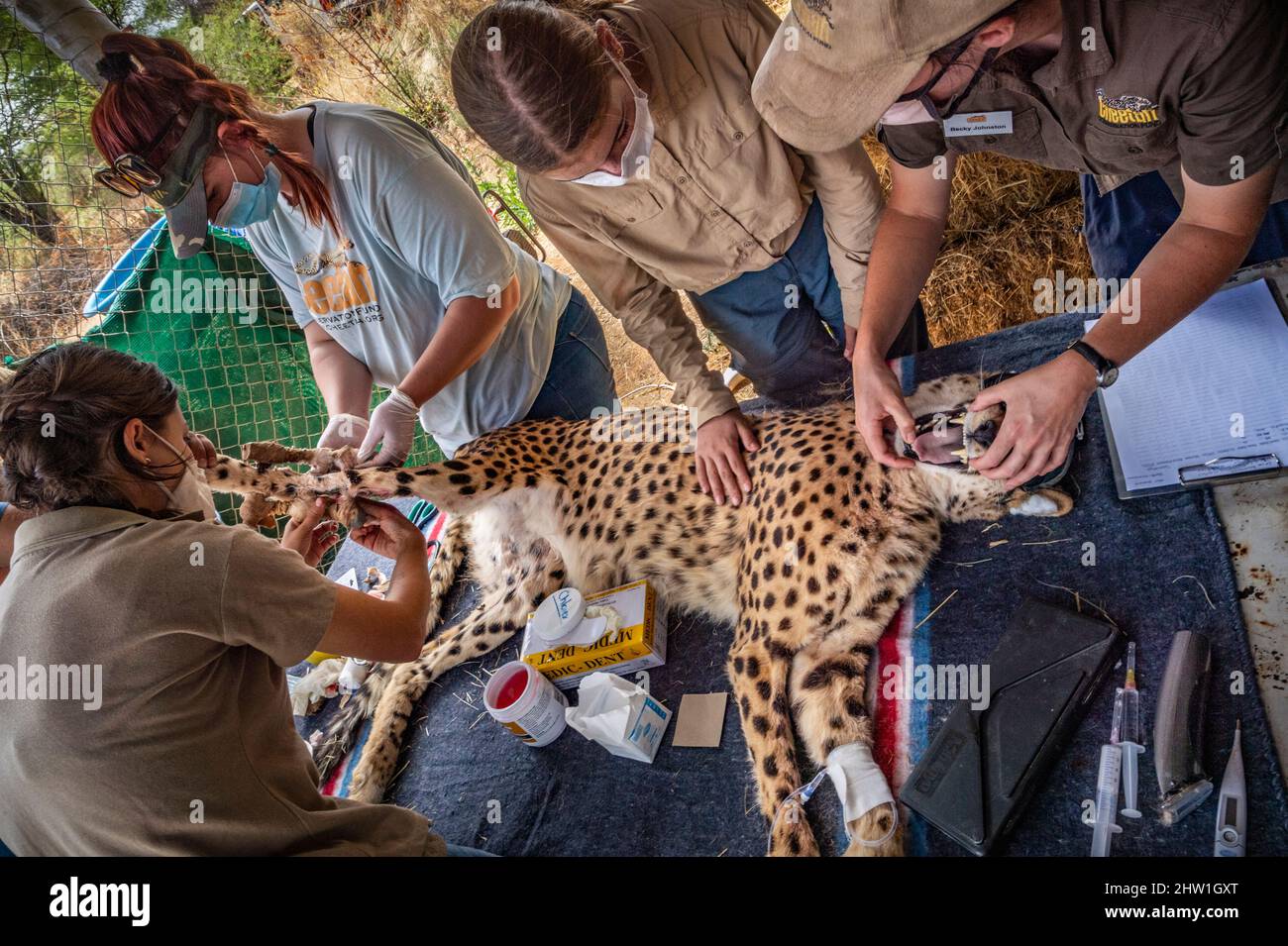 Namibia, Otjozondjupa region, Otjiwarongo, Cheetah Conservation Fund ...