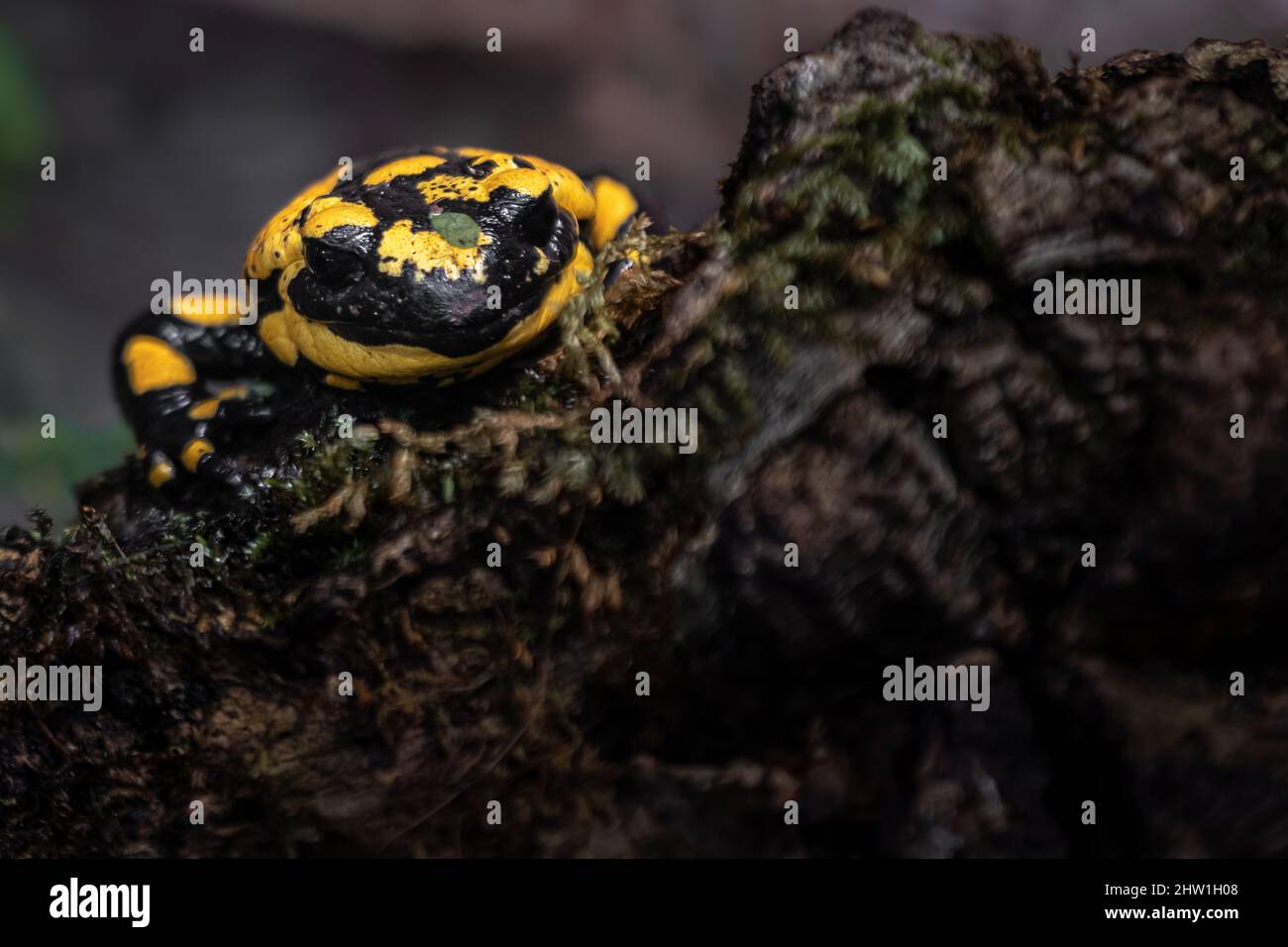 Salamander camouflage hi-res stock photography and images - Alamy