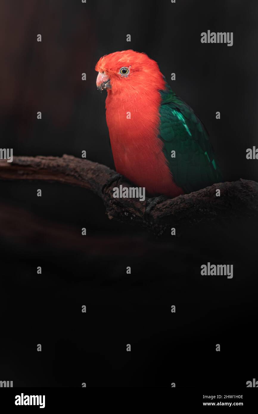 Australian king parrot flying hi-res stock photography and images - Alamy