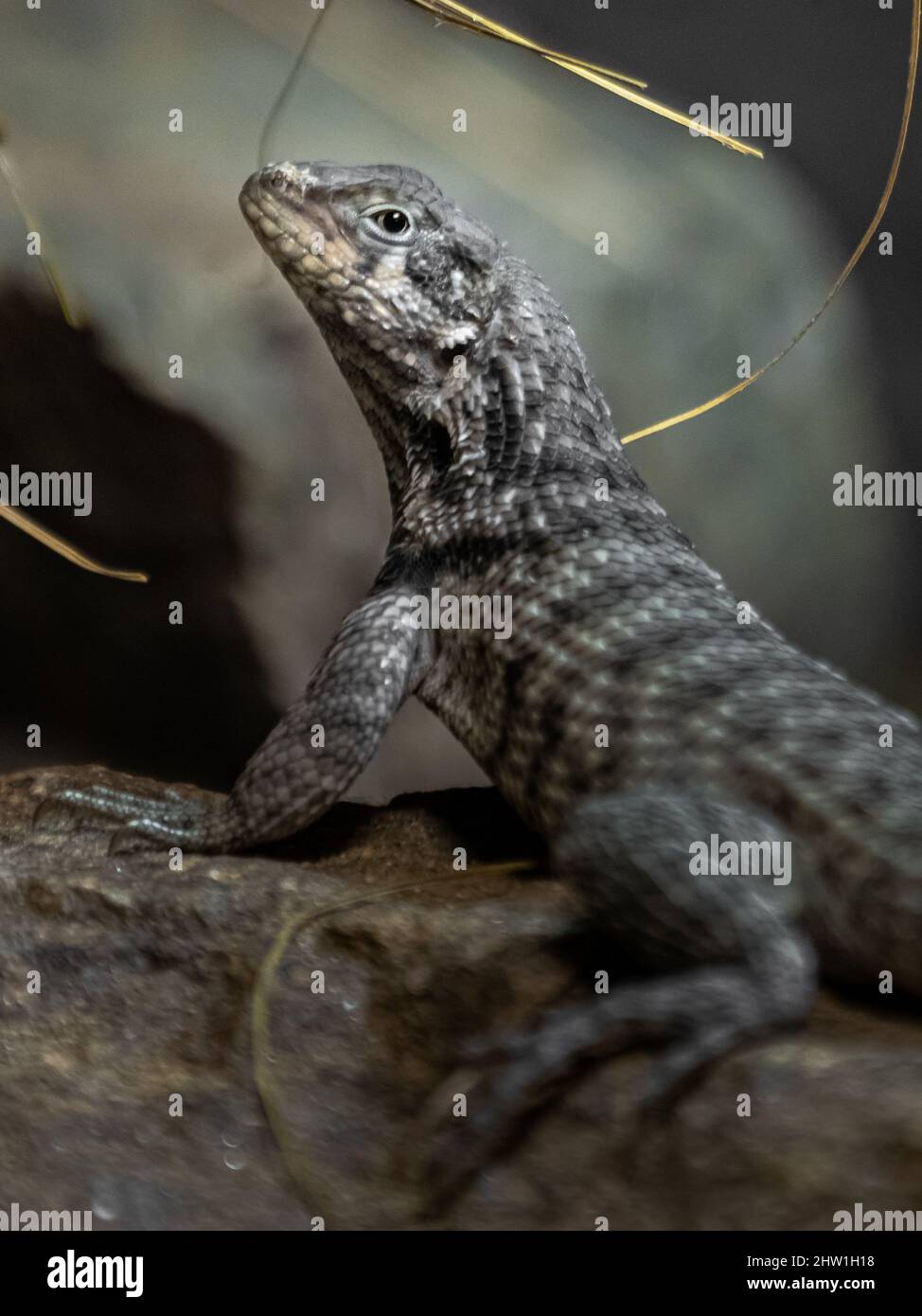 Curly tailed lizard hi-res stock photography and images - Alamy
