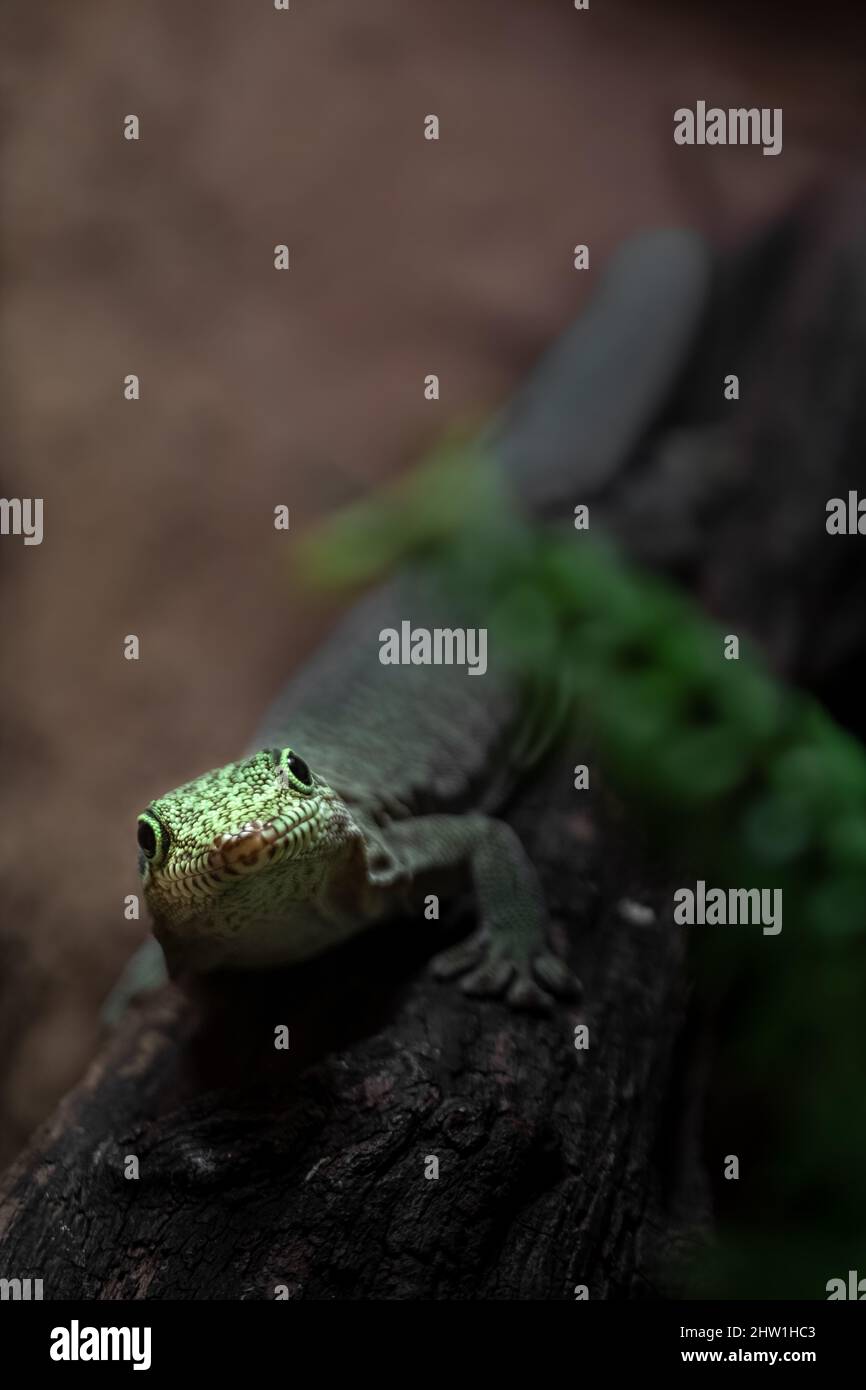 Standings day gecko hi-res stock photography and images - Alamy