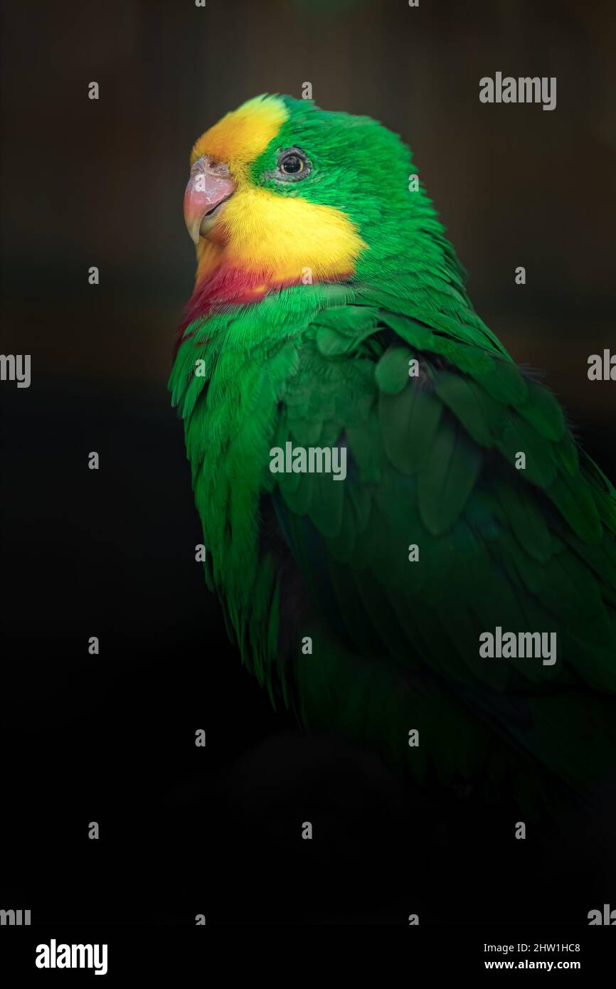Pretty parrot hi-res stock photography and images - Alamy