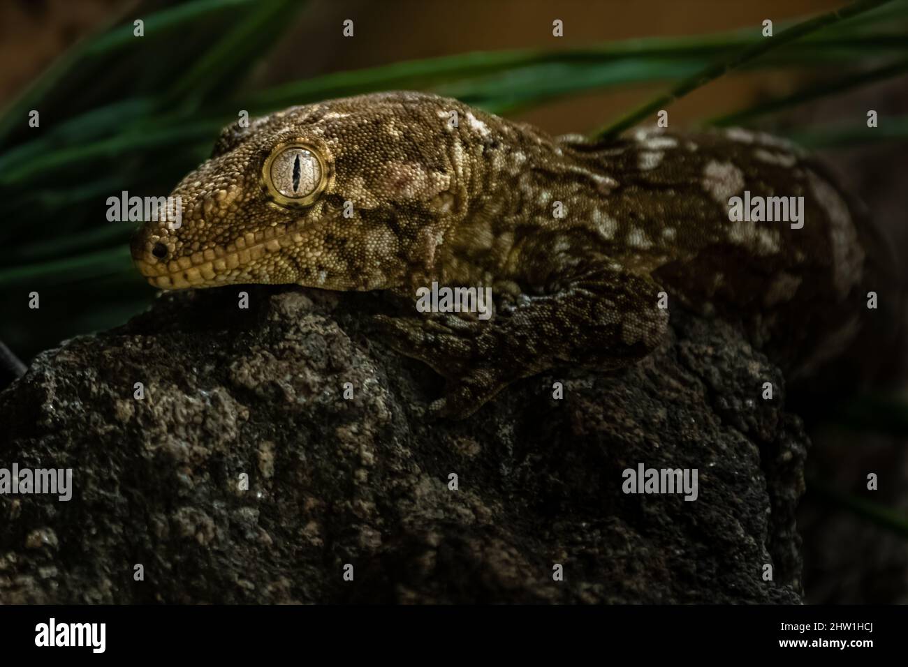Rock face gecko hi-res stock photography and images - Alamy
