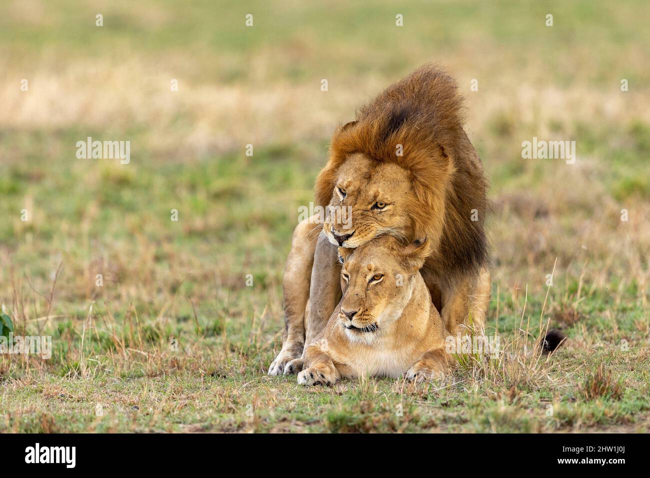 African lions mating national park hi-res stock photography and images ...