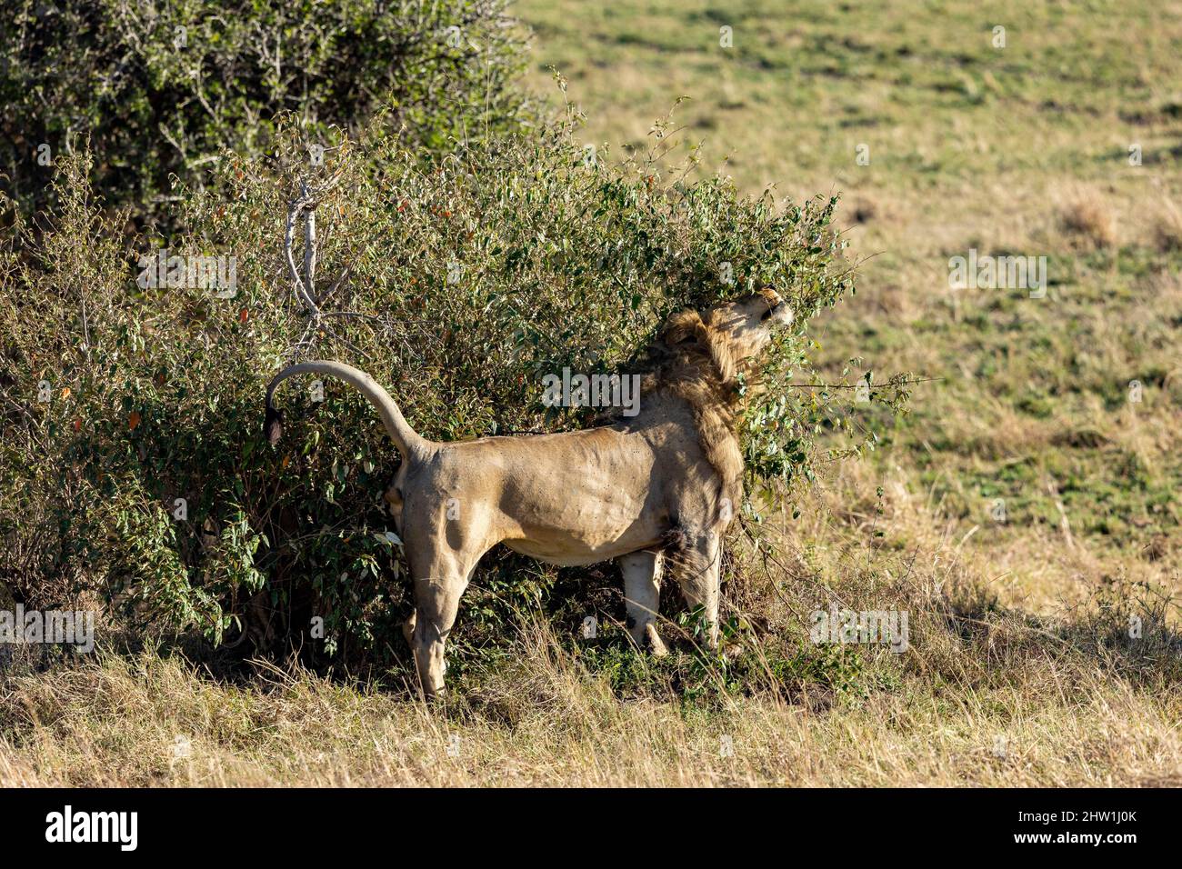 Kenya, Masai Mara National Reserve, National Park, Lion (Panthera leo ...