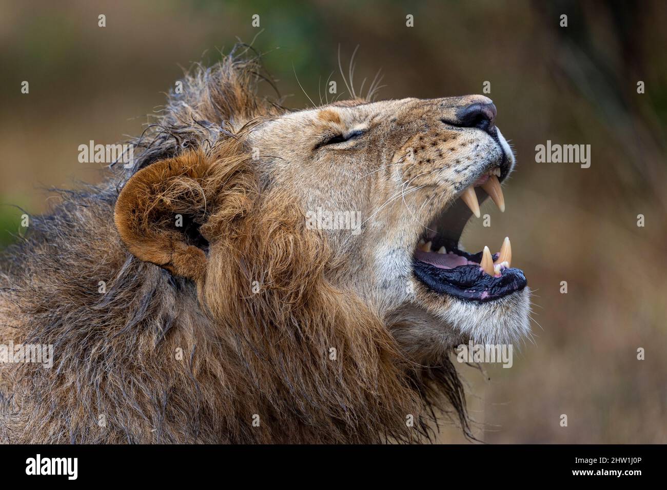 Kenya, Masai Mara National Reserve, National Park, Lion (Panthera leo ...