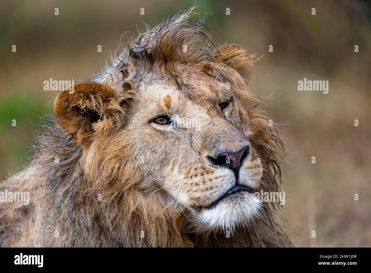 Kenya, Masai Mara National Reserve, National Park, Lion (Panthera leo), walking in grass Stock ...