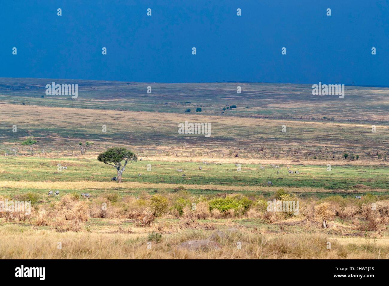 Kenya, Masai Mara National Reserve, National park, savannah, large ...