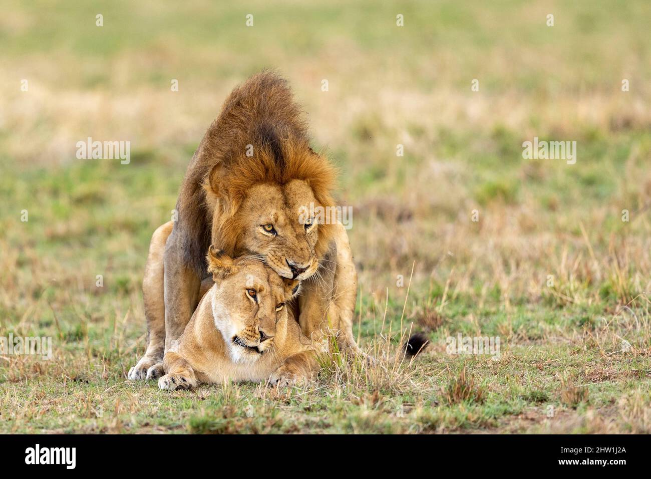 African lions mating national park hi-res stock photography and images - Alamy
