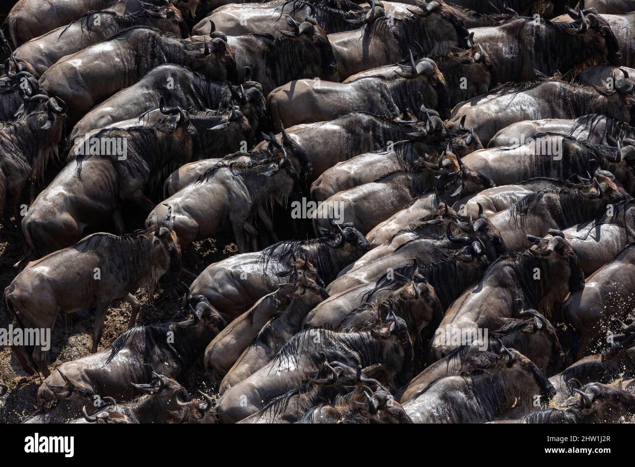 Kenya, Masai Mara National Reserve, National Park, Wildebeest group ...