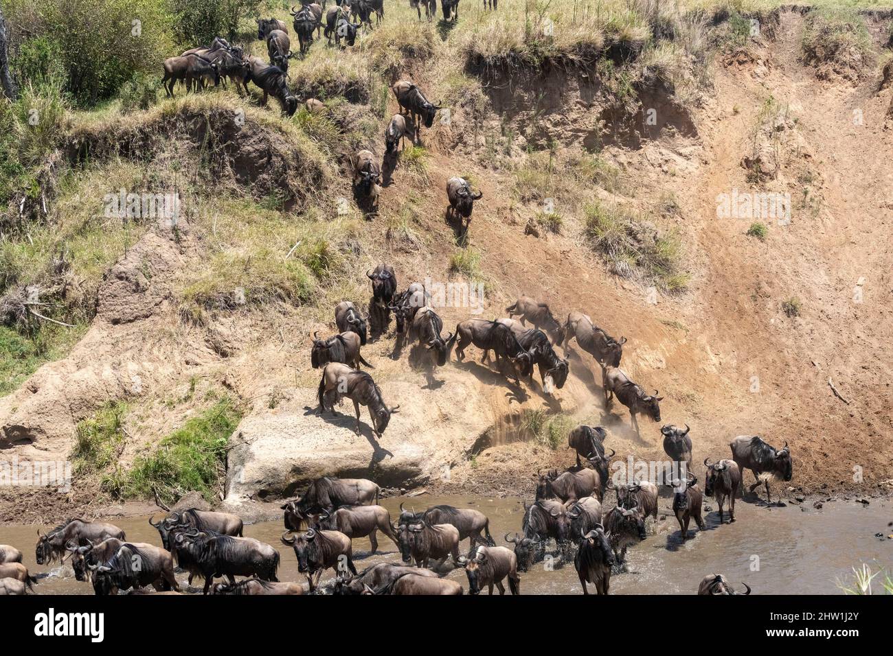 Kenya, Masai Mara National Reserve, National Park, Wildebeest group ...