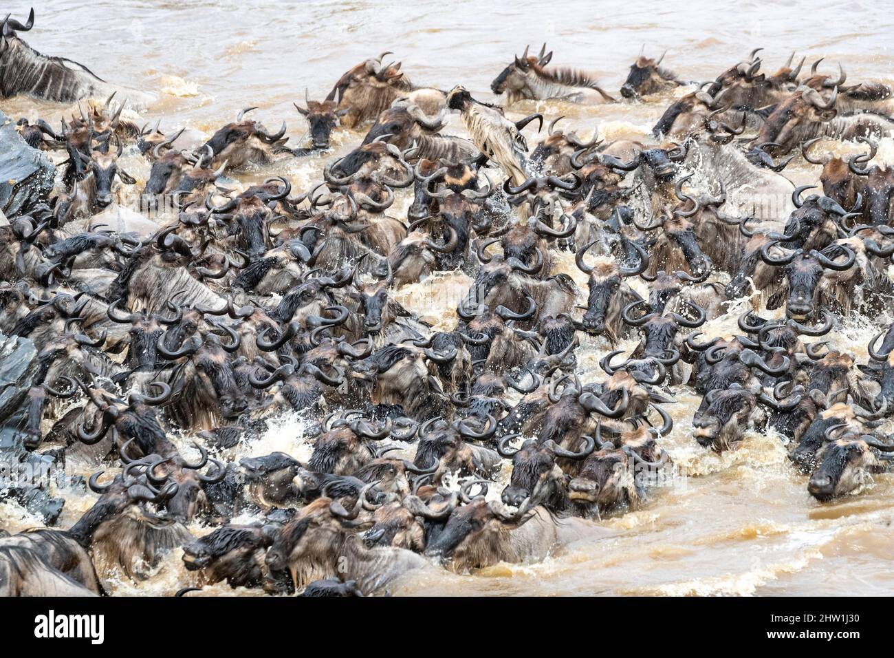 Kenya, Masai Mara National Reserve, National Park, Wildebeest group ...
